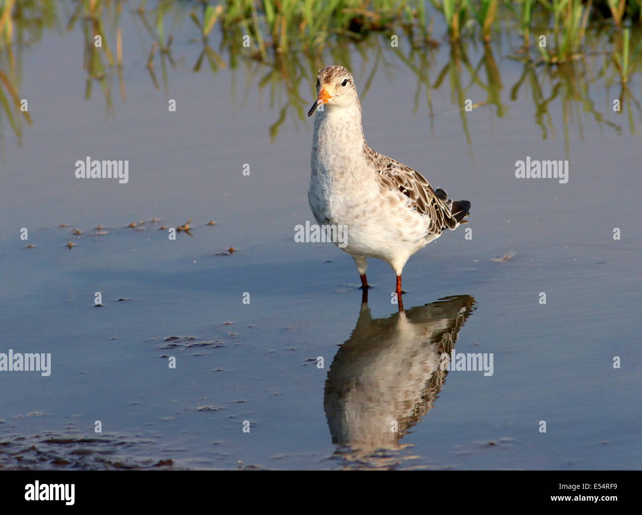 Male ruff hi-res stock photography and images - Alamy