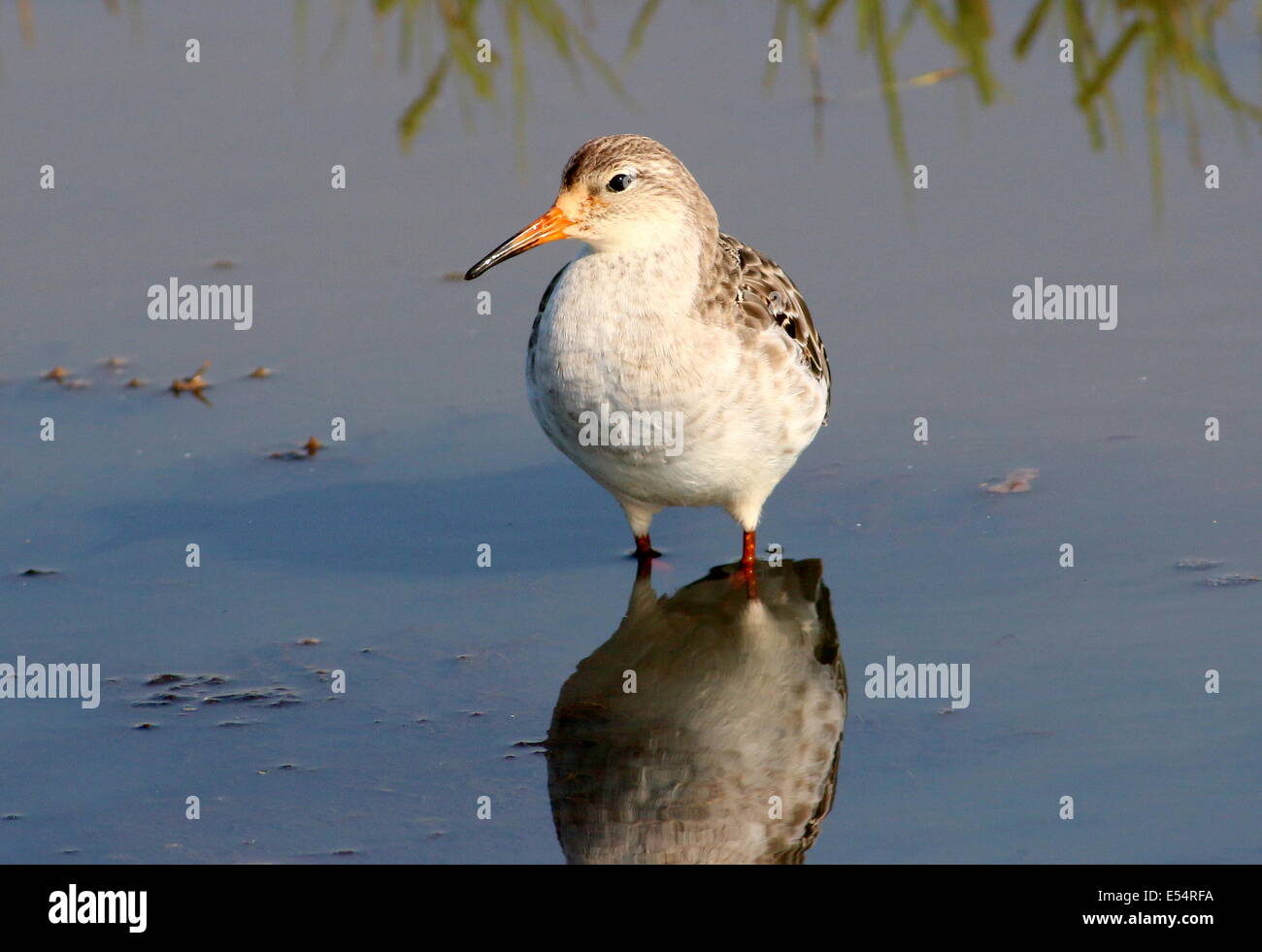 Ruff male bird hi-res stock photography and images - Alamy