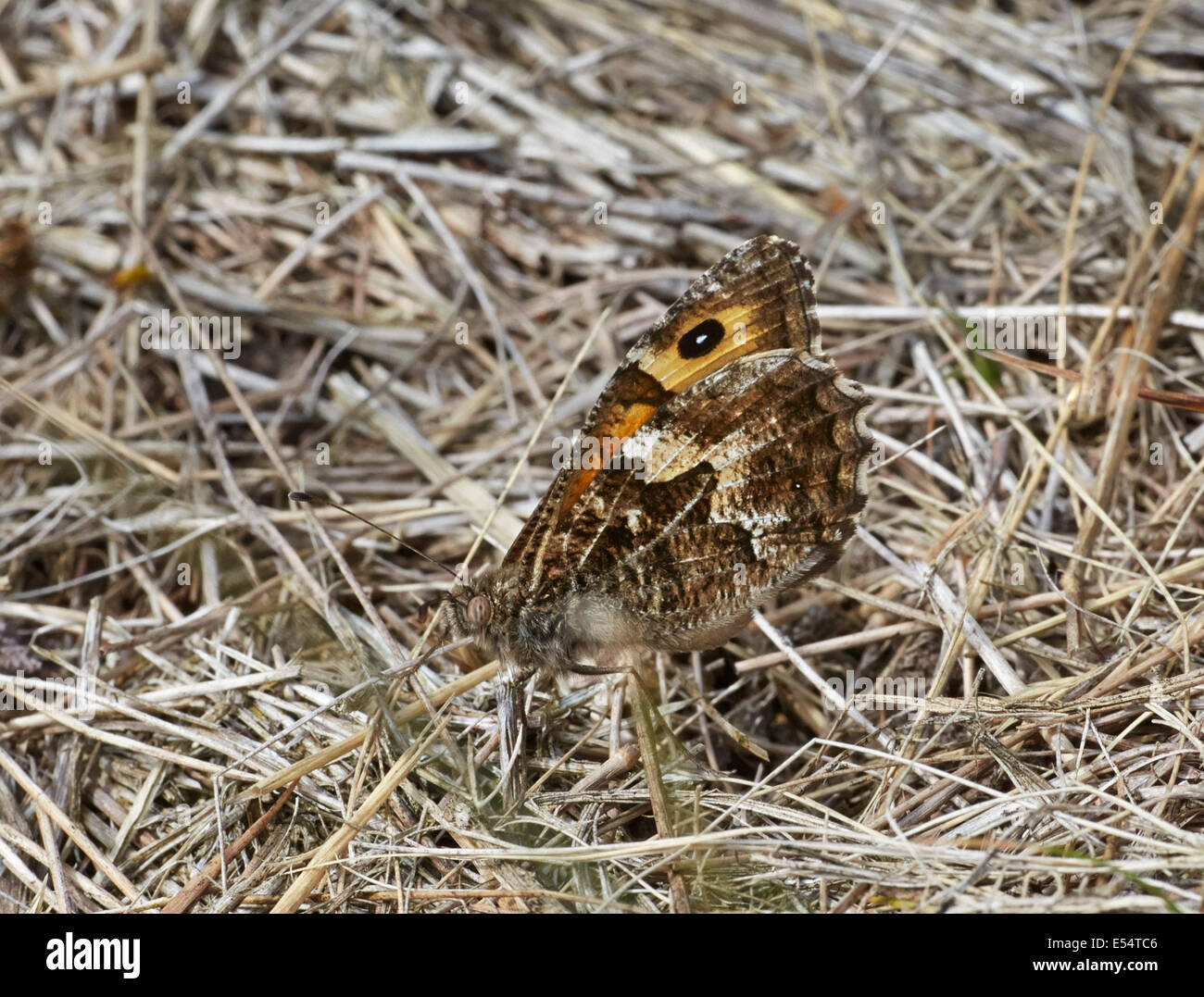 Grayling butterfly at rest on dried grass. Chobham Common, Surrey ...
