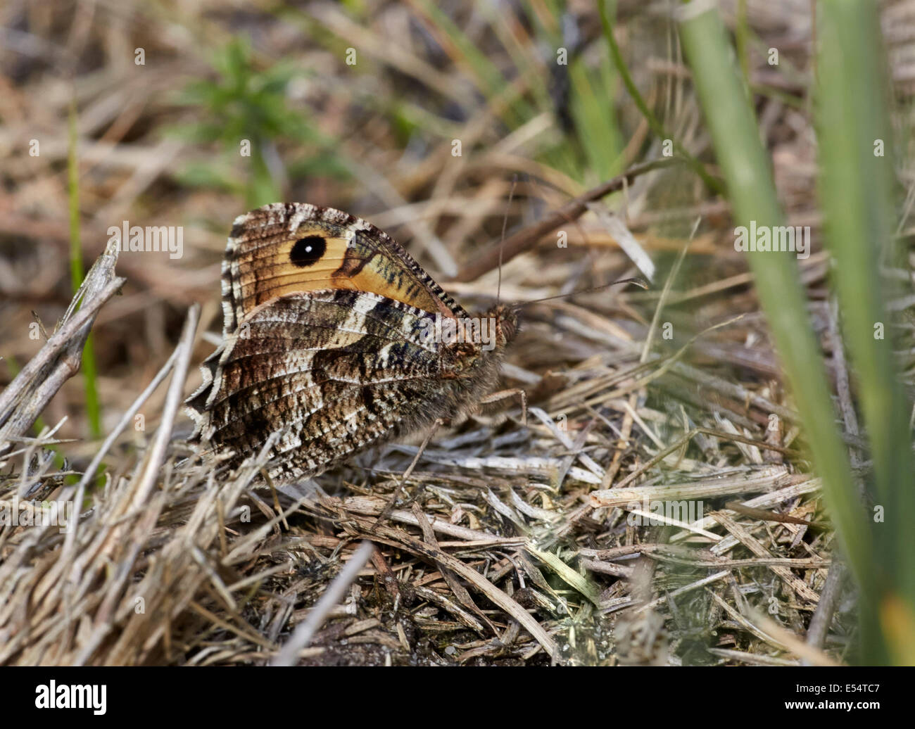 Grayling butterfly at rest on dried grass. Chobham Common, Surrey ...