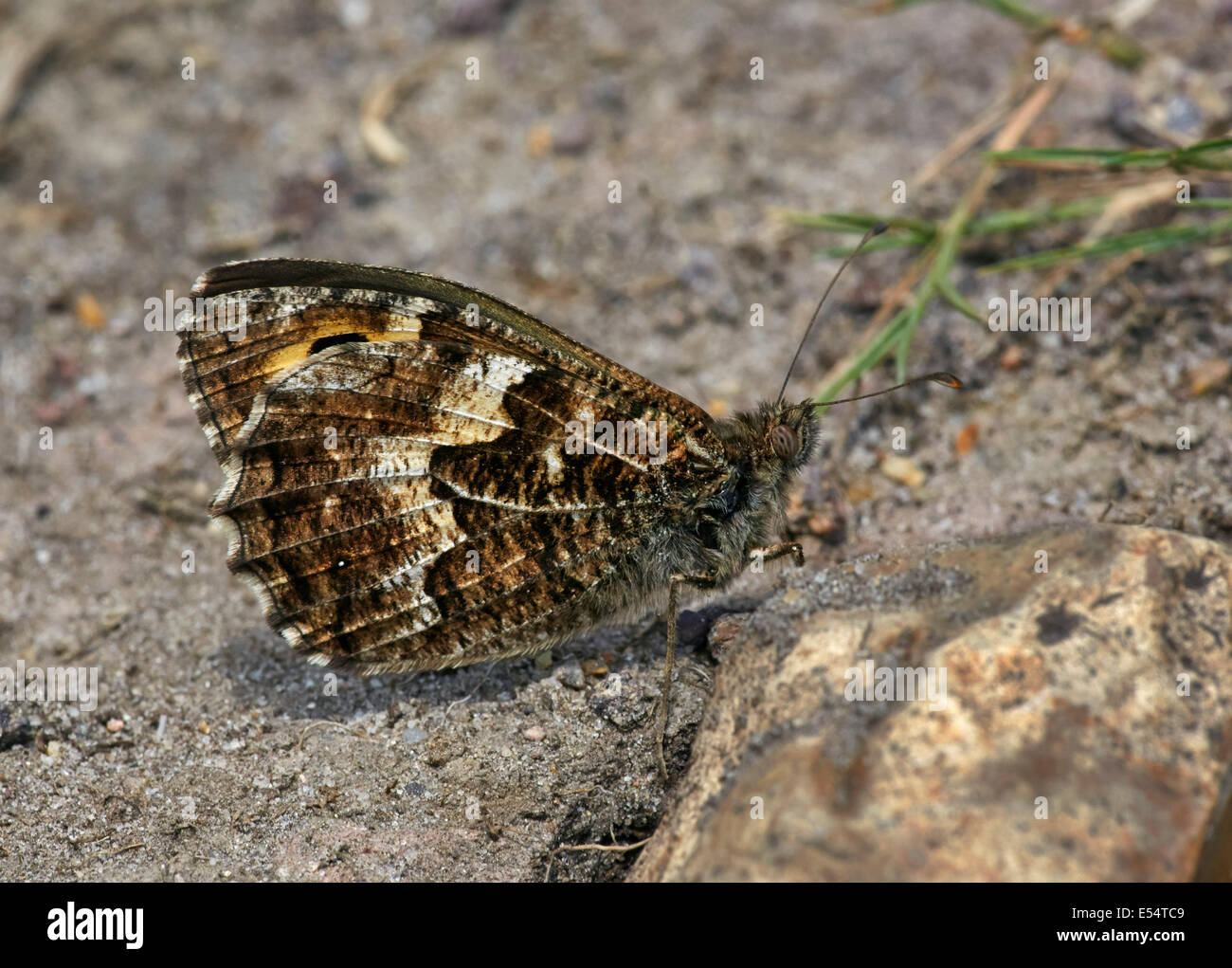 Grayling butterfly. Chobham Common, Surrey, England Stock Photo - Alamy