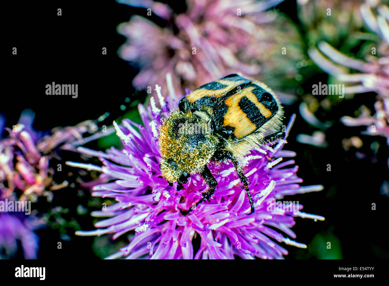 Scarabaeus fasciatus linnaeus hi-res stock photography and images - Alamy