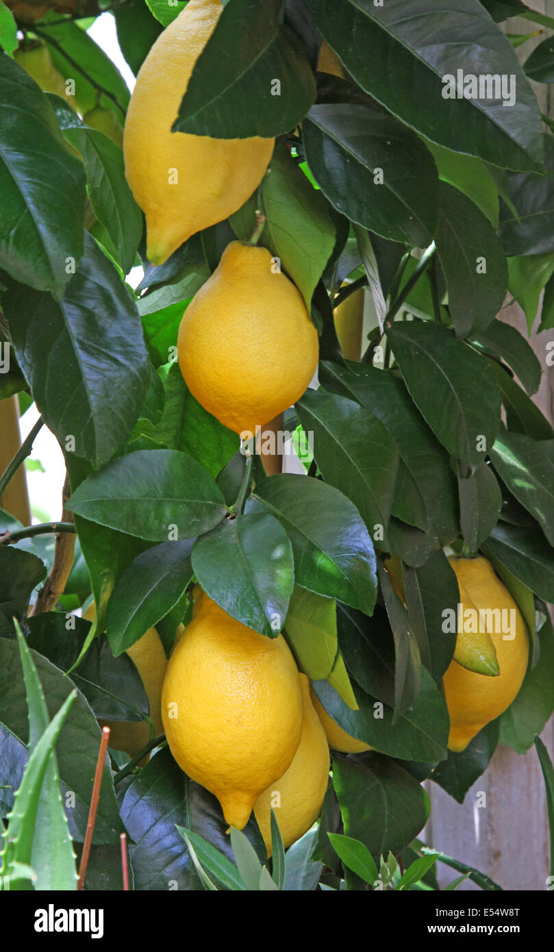 many Yellow ripe lemons from Sicily in an orchard in Italy Stock Photo ...