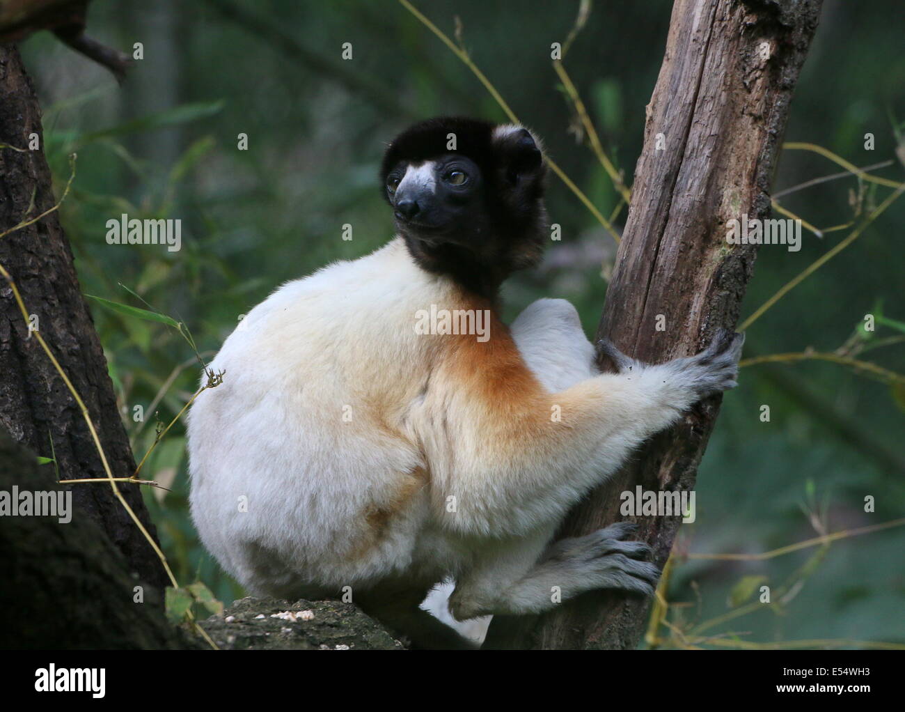 Madagascar Crowned sifaka ( Propithecus coronatus) in a tree Stock ...