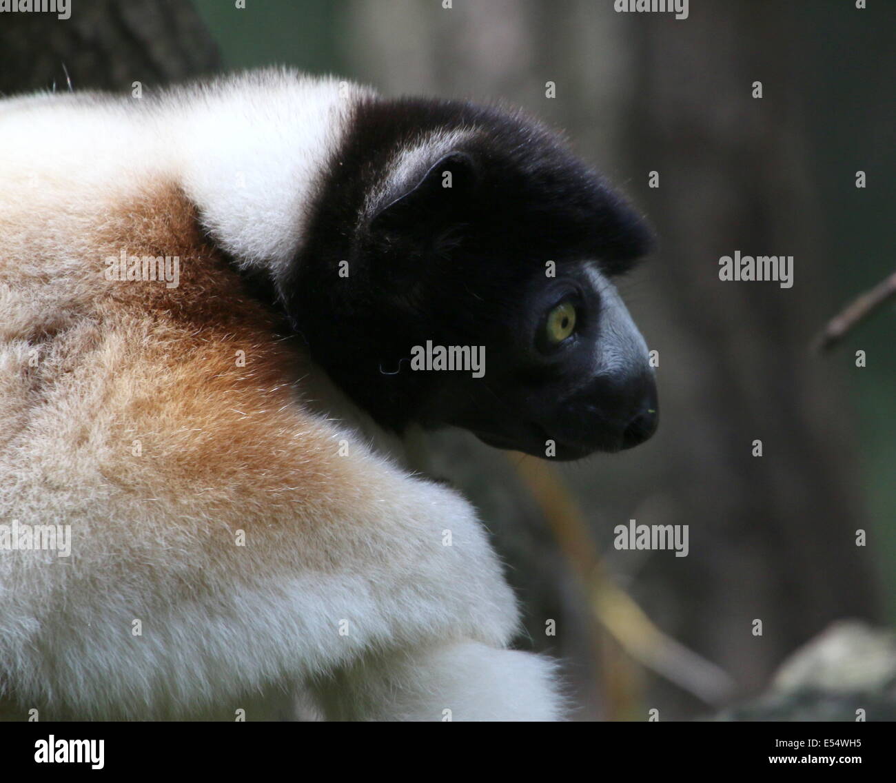 Madagascar Crowned sifaka ( Propithecus coronatus), close-up of the ...