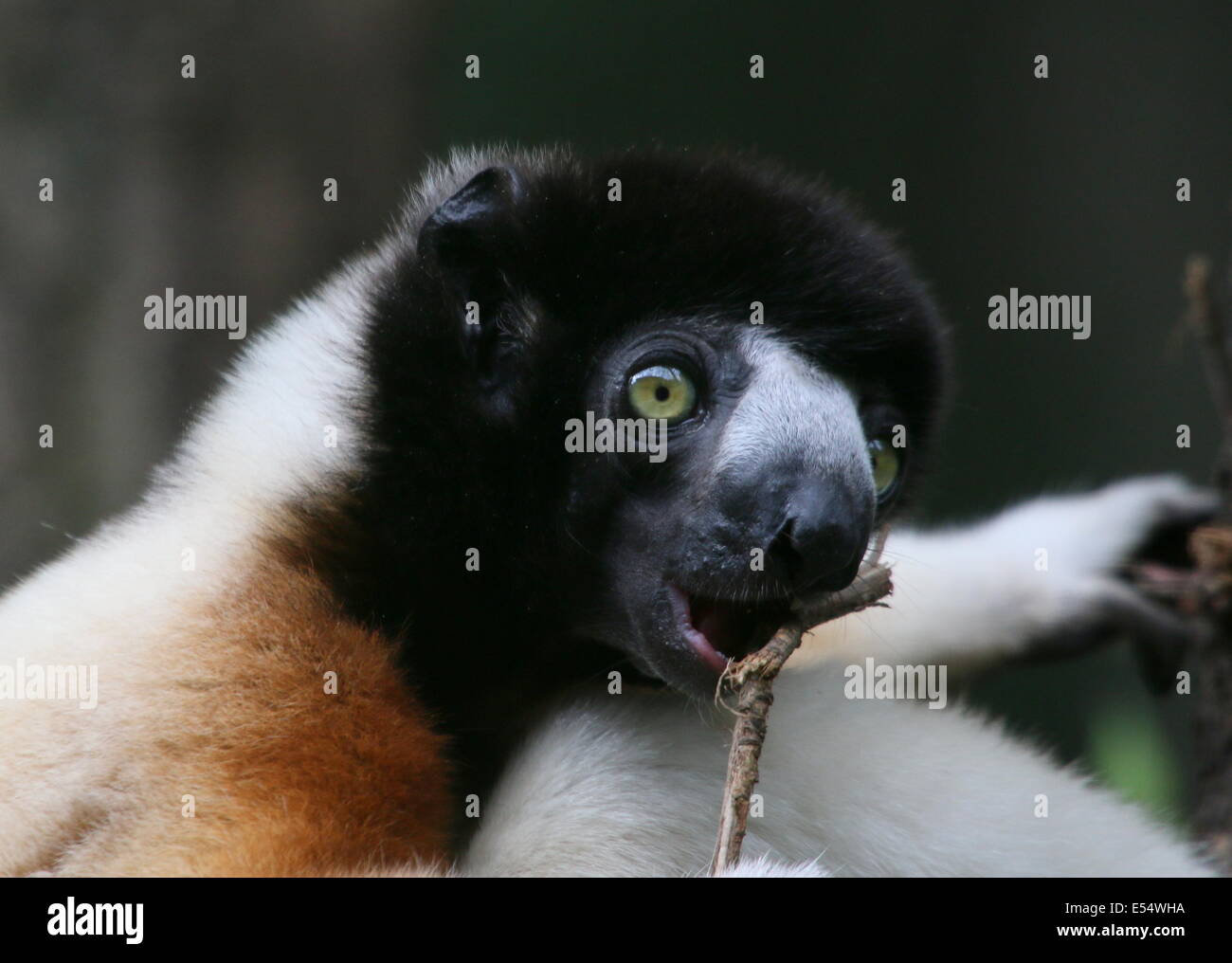 Madagascar Crowned sifaka ( Propithecus coronatus) chewing on a branch ...