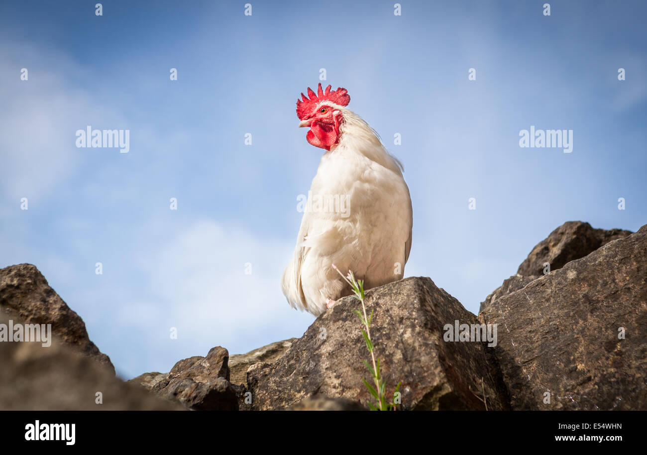 Beautiful white rooster standing proudly Stock Photo - Alamy