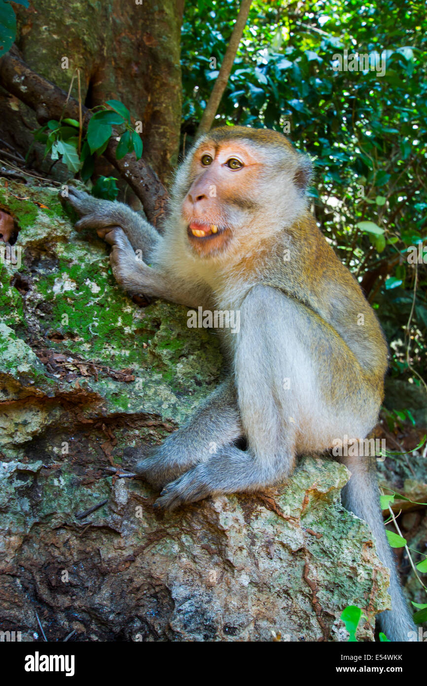 crab-eating macaque (Macaca fascicularis Stock Photo - Alamy