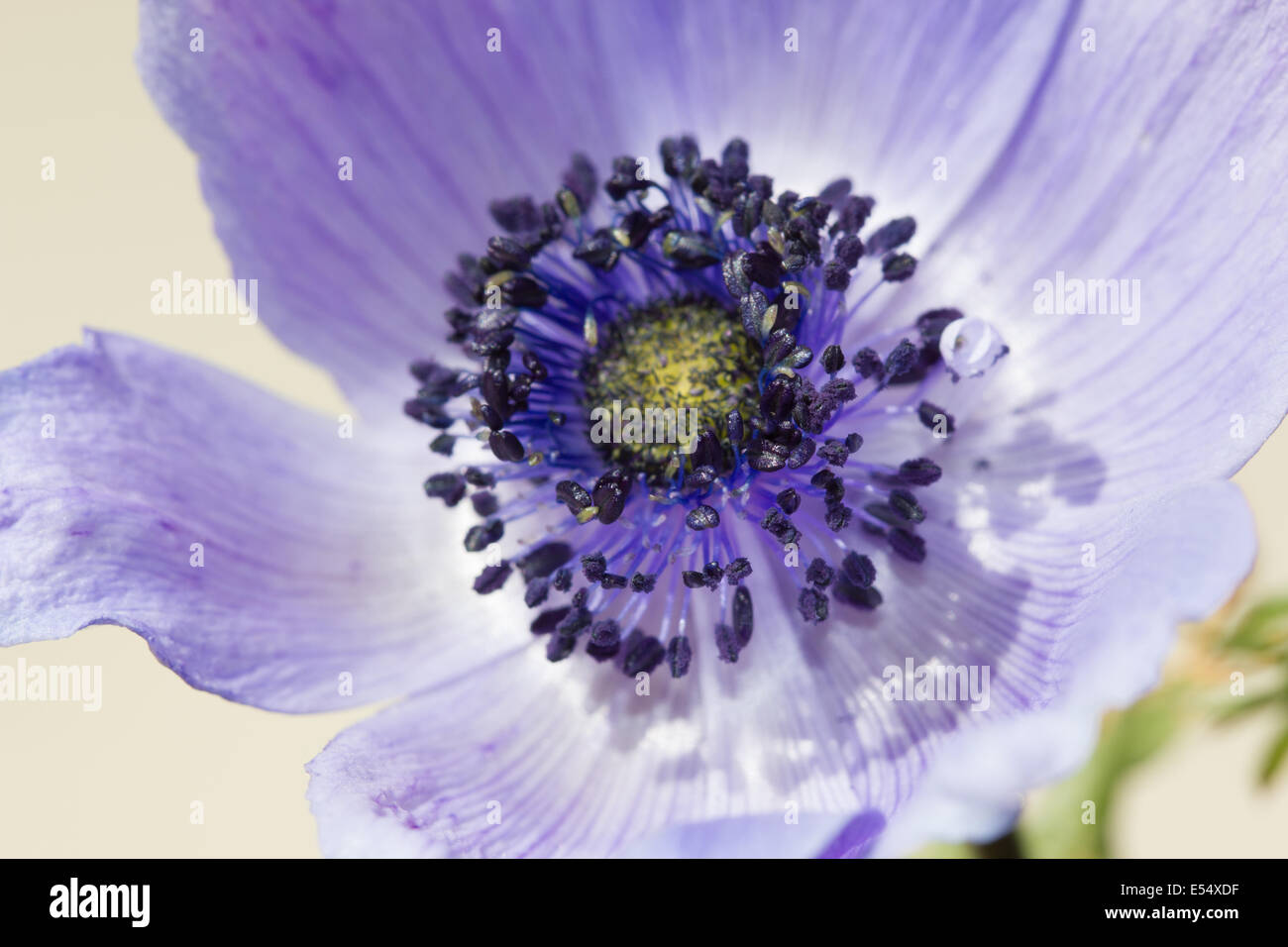 Blue Anemone macro showing the reproductive parts Stock Photo - Alamy
