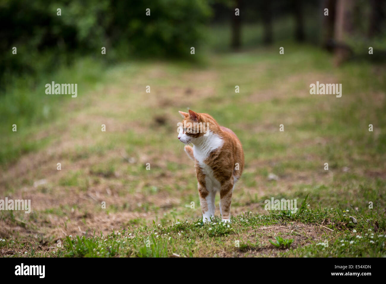 A cat in the field Stock Photo - Alamy