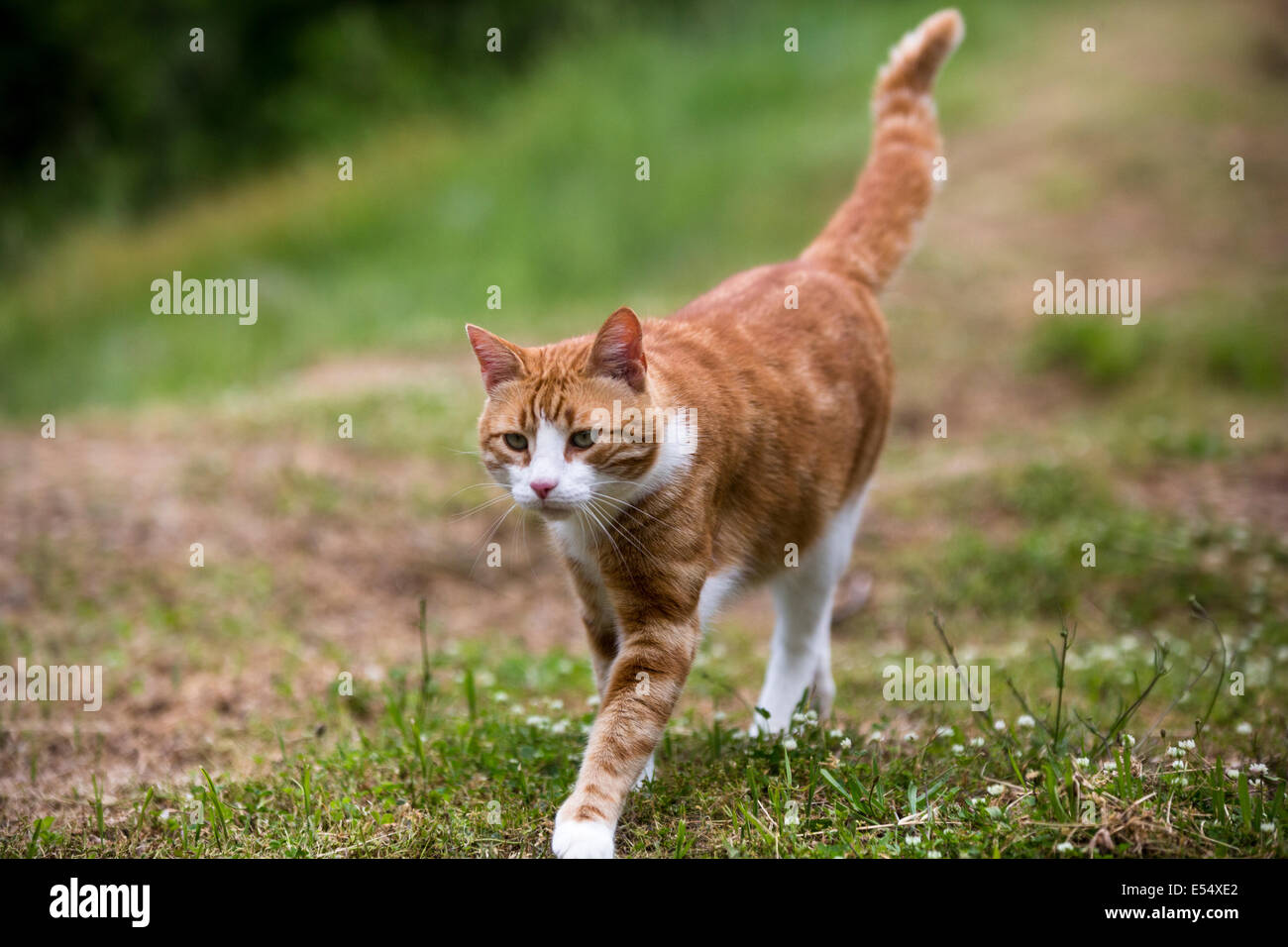 A cat in the field Stock Photo - Alamy