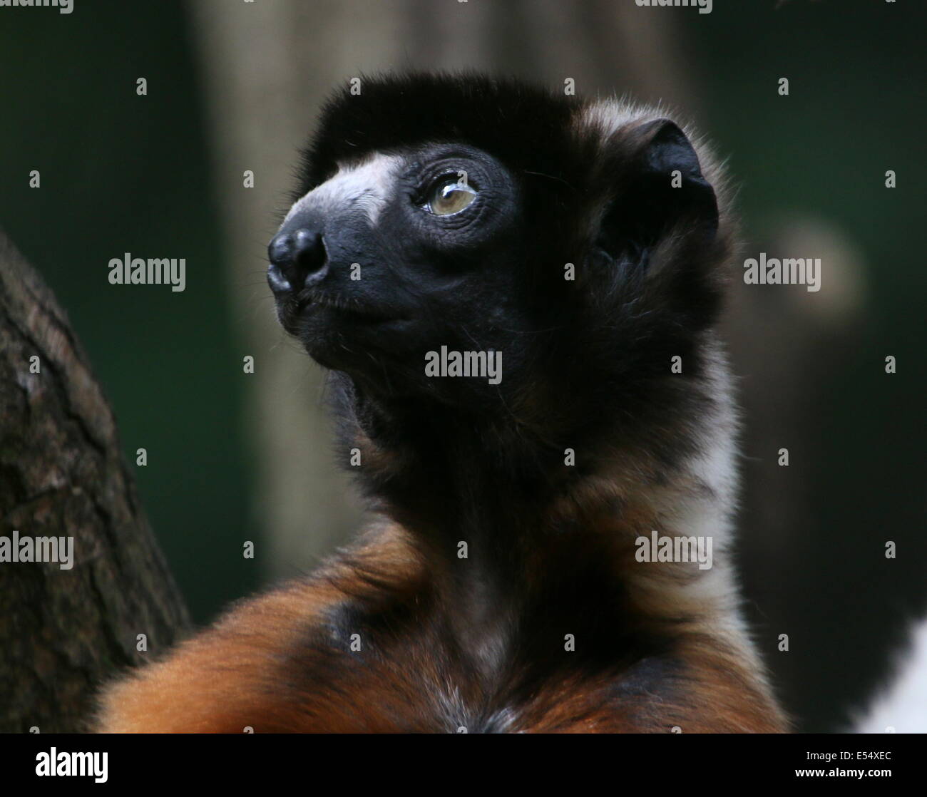 Medium sized monkey hi-res stock photography and images - Alamy