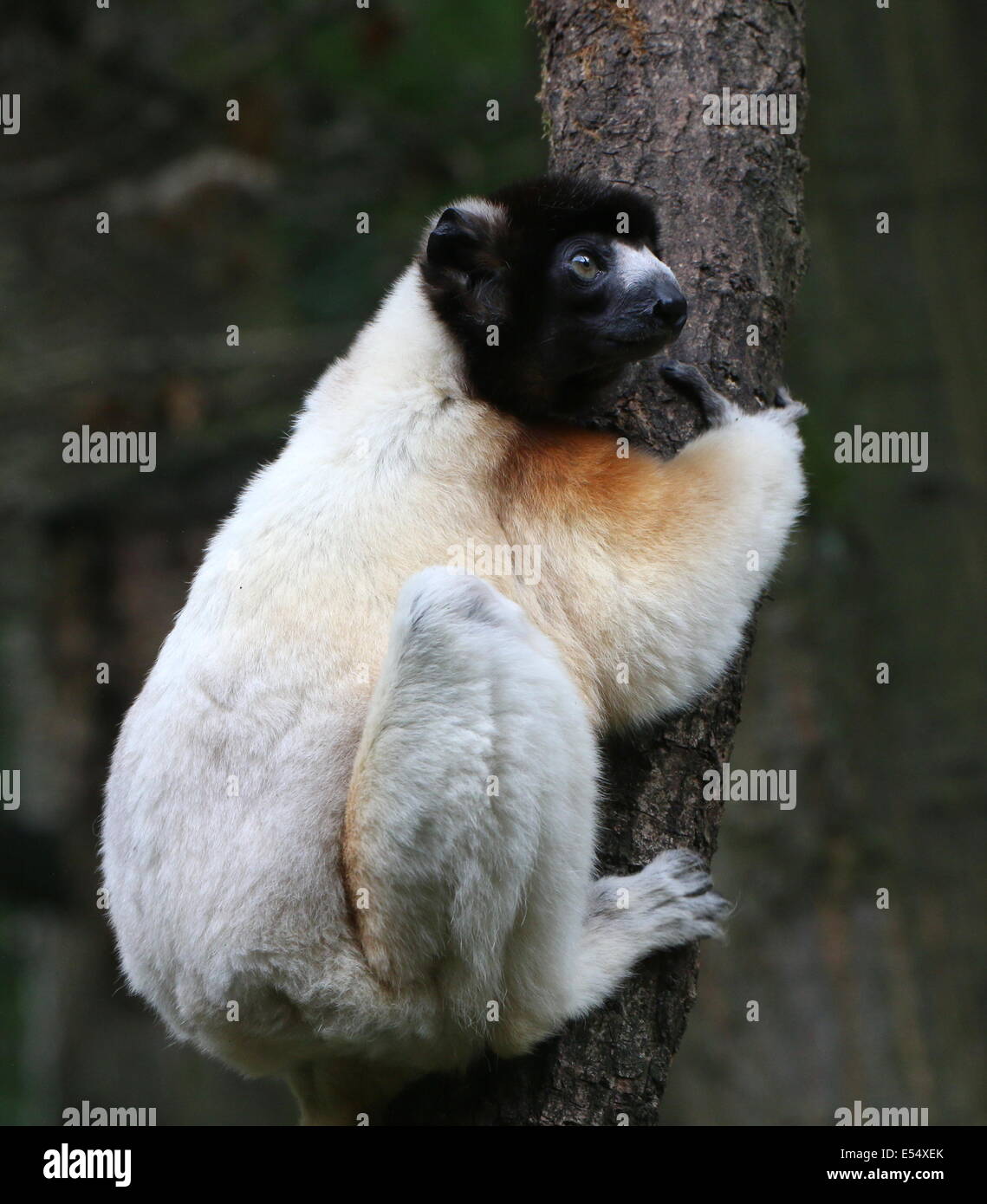 Madagascar Crowned sifaka ( Propithecus coronatus) clinging to a tree ...