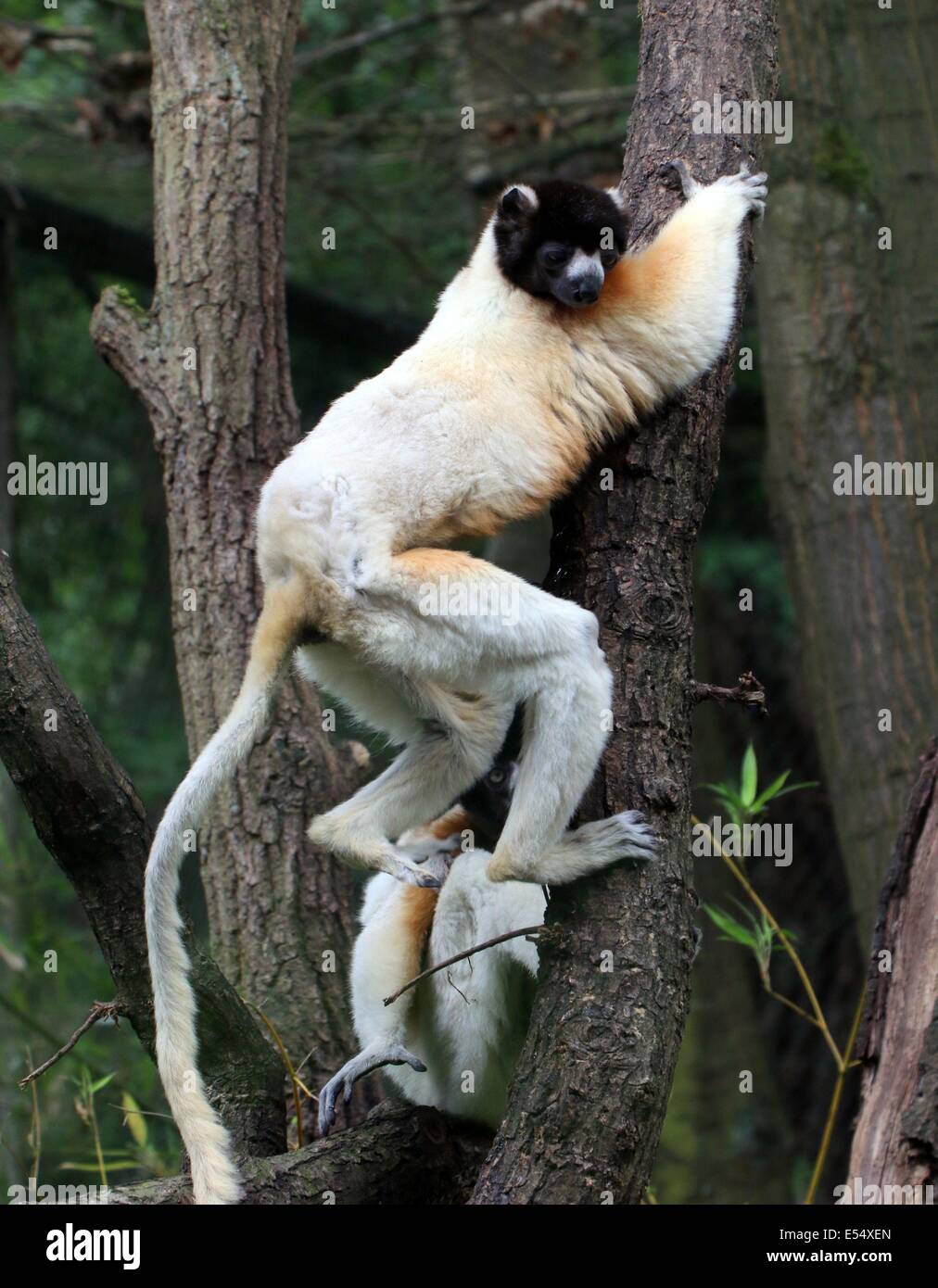 Madagascar Crowned sifaka ( Propithecus coronatus) climbing in a tree ...