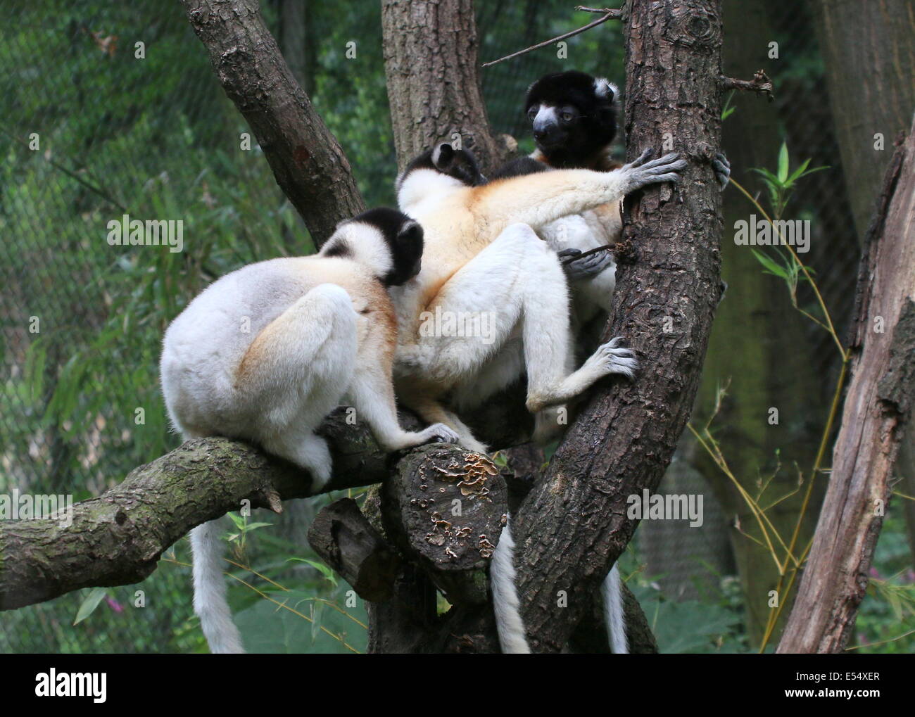 Family of Madagascar Crowned sifakas ( Propithecus coronatus) in a tree ...