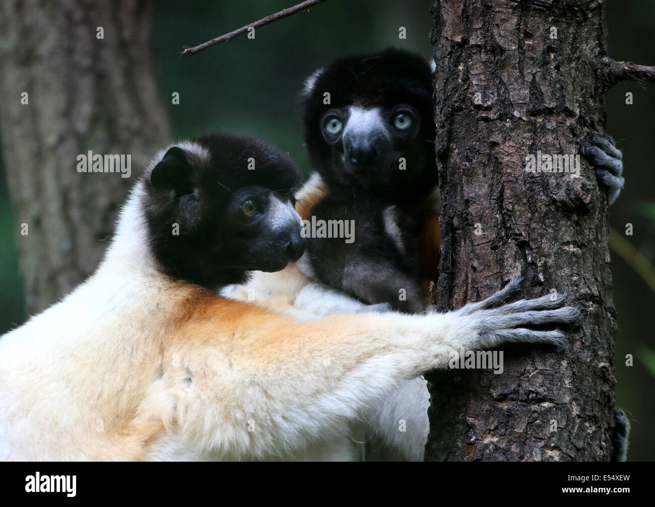 Two Madagascar Crowned sifakas ( Propithecus coronatus), close-ups of ...