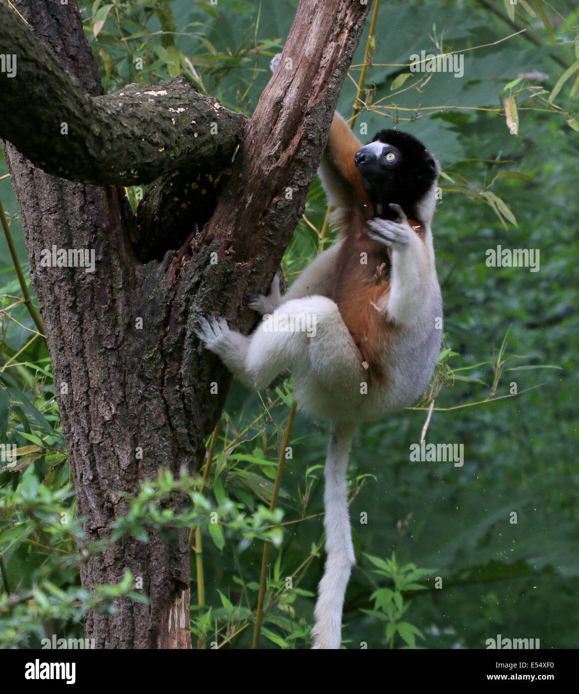 Madagascar Crowned sifaka ( Propithecus coronatus) climbing in a tree ...