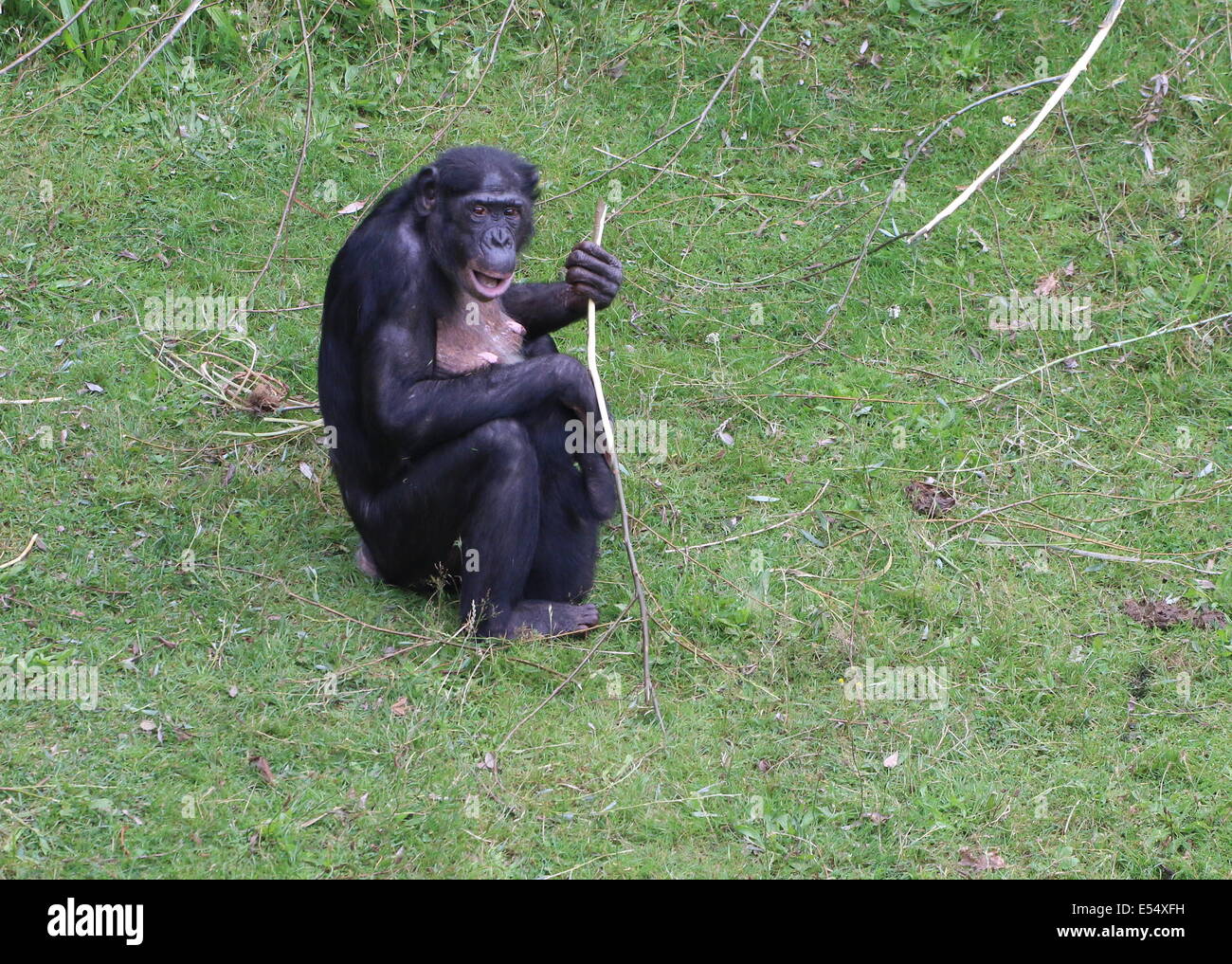 Laughing chimpanzee hi-res stock photography and images - Alamy