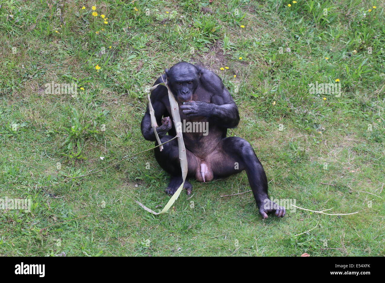 Male Bonobo or (formerly) Pygmy Chimpanzee (Pan Paniscus) in a natural ...