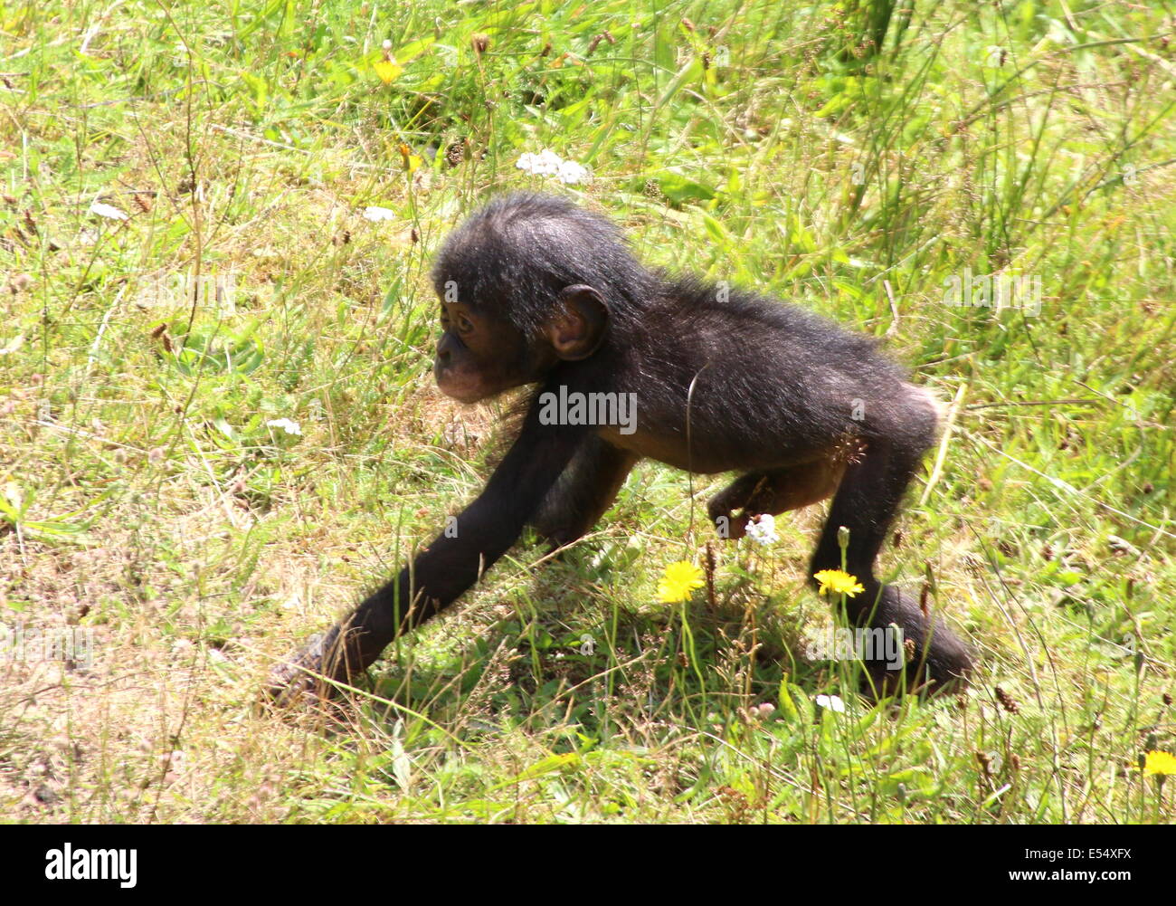 Close-up of a Baby youngster Bonobo or (formerly) Pygmy Chimpanzee (Pan ...