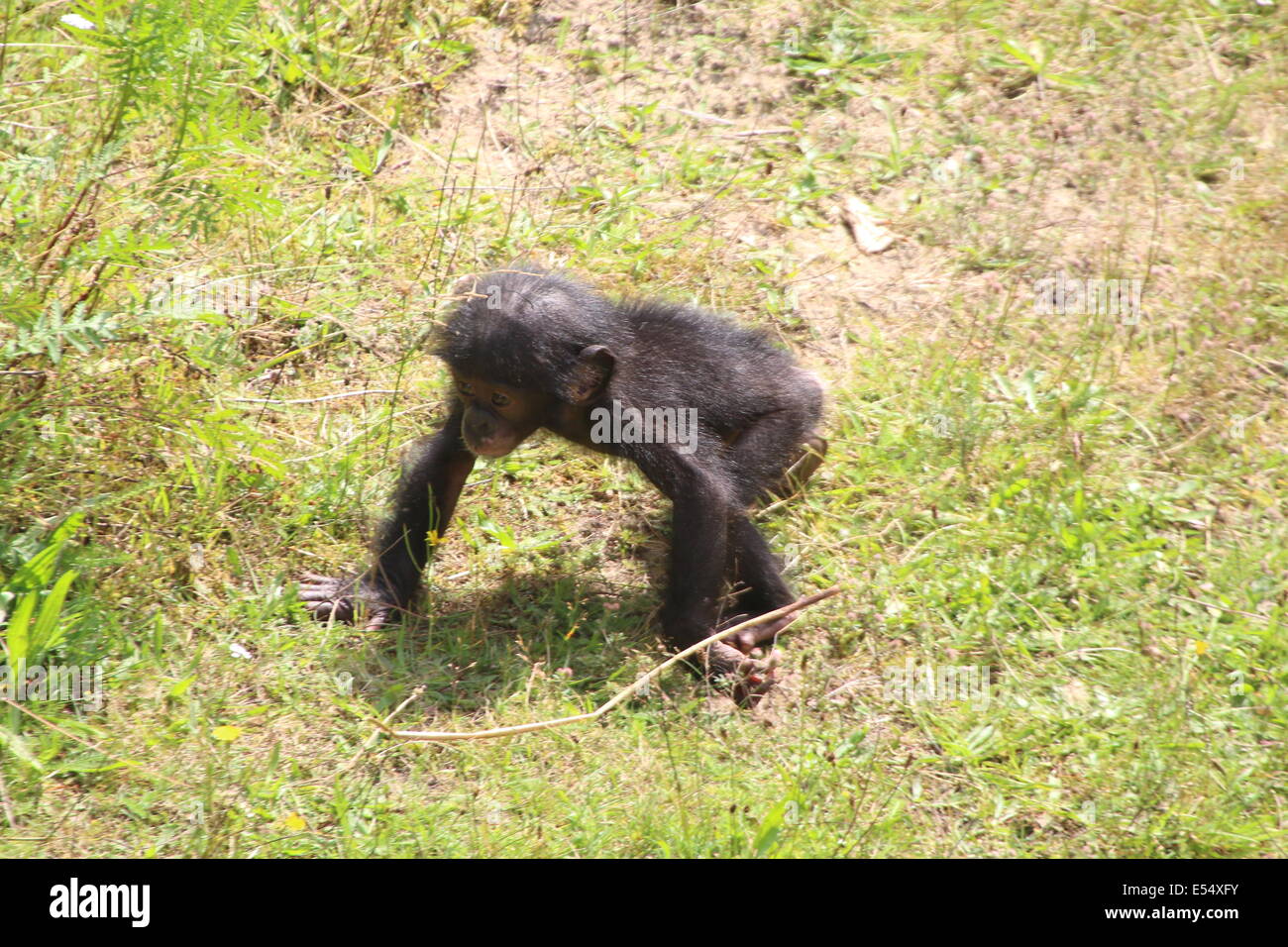 Baby youngster Bonobo Chimpanzee (Pan Paniscus) exploring in a natural ...