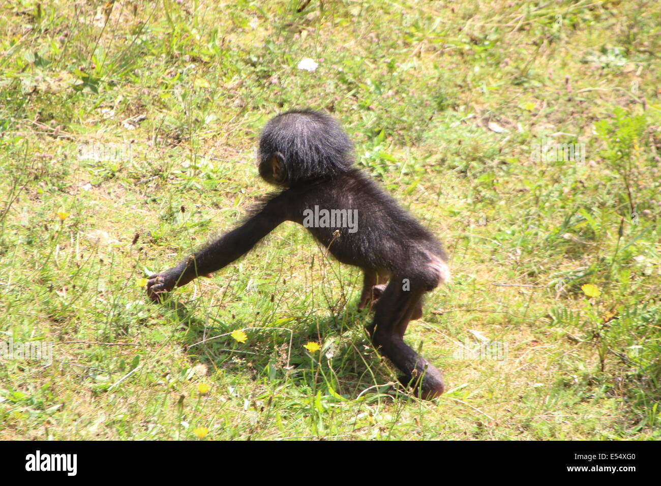 Close-up of a Baby youngster Bonobo or (formerly) Pygmy Chimpanzee (Pan ...
