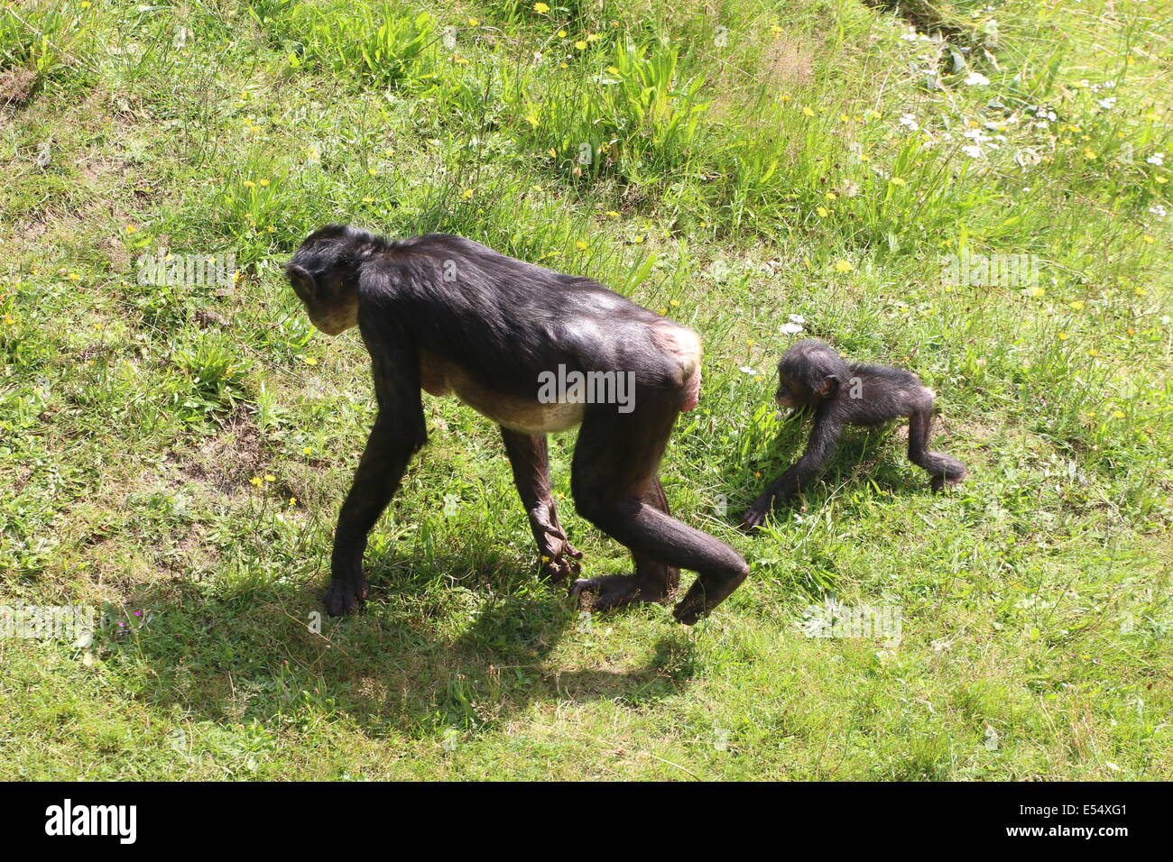 Baby Bonobo Walking