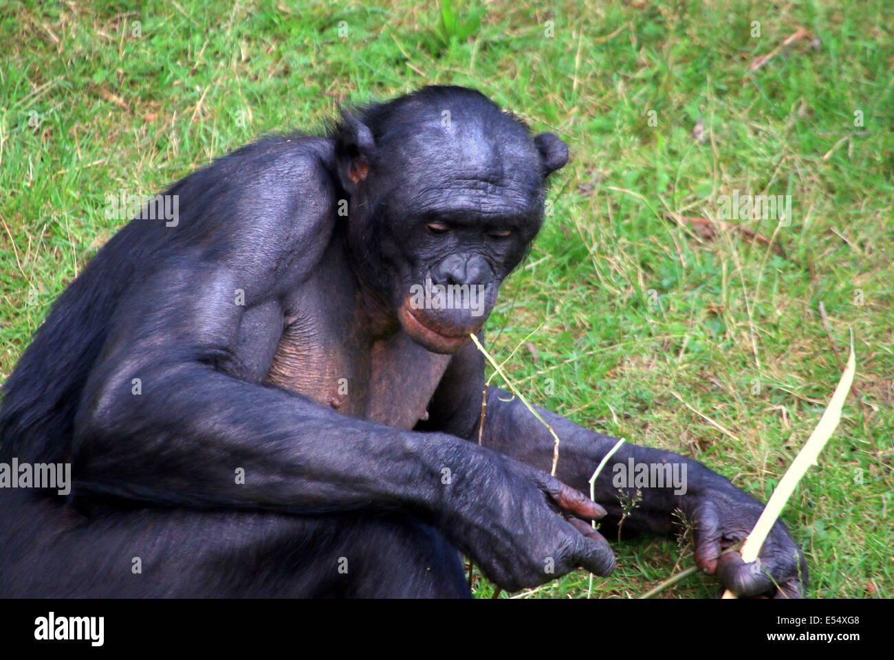 Bonobo or (formerly) Pygmy Chimpanzee (Pan Paniscus) in a natural ...