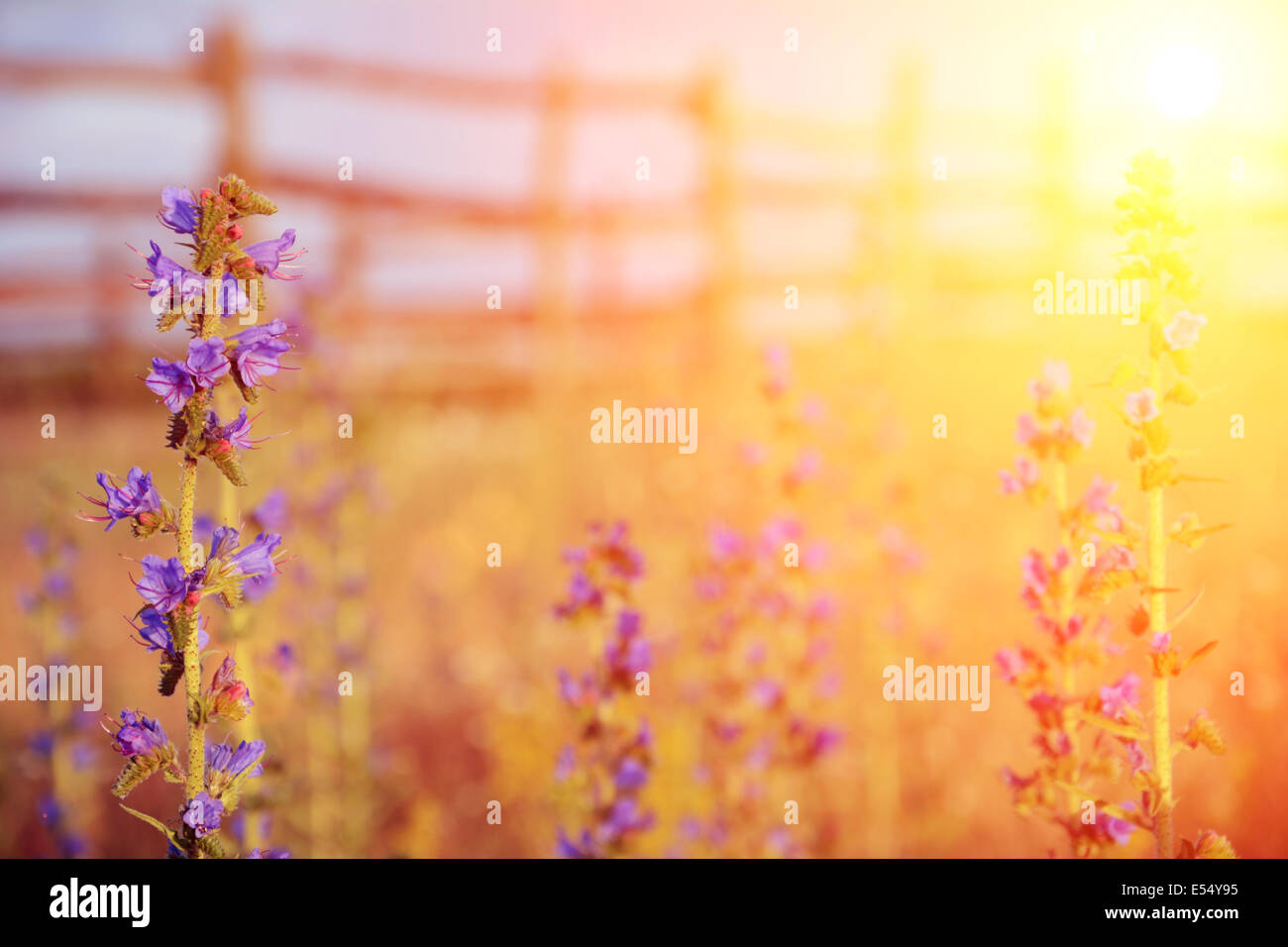 Violet meadow flower with sun rays, floral background Stock Photo - Alamy