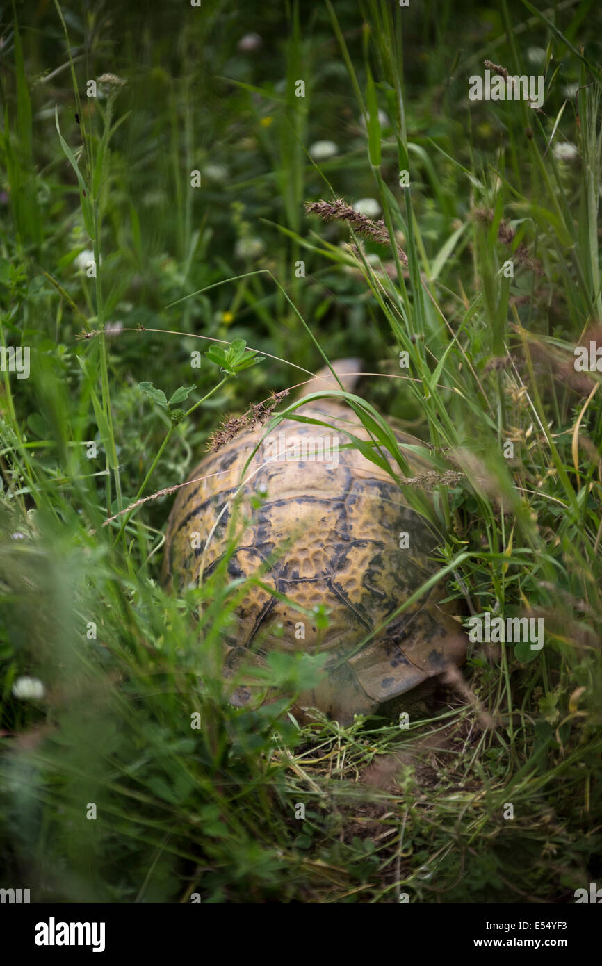 A turtle in nature Stock Photo - Alamy