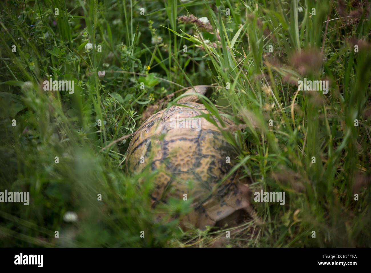 A turtle in nature Stock Photo - Alamy