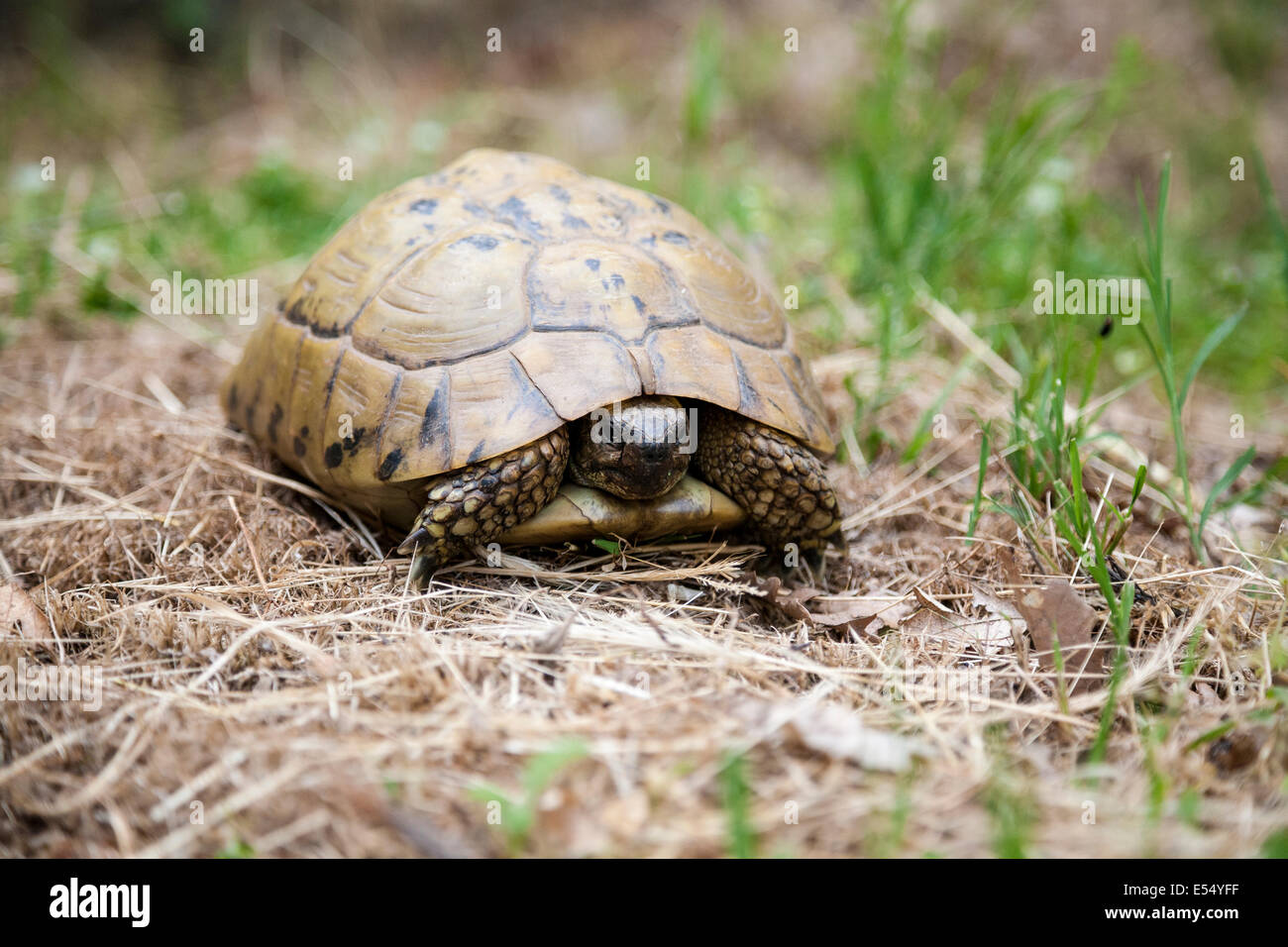 A turtle in nature Stock Photo - Alamy