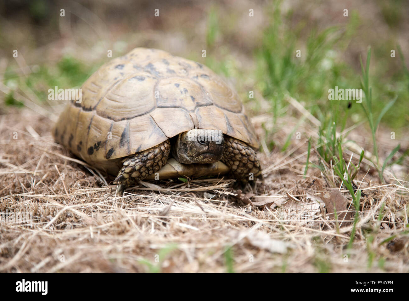 A turtle in nature Stock Photo - Alamy
