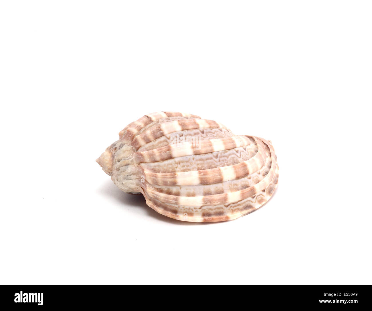 Shell on a white background Stock Photo - Alamy