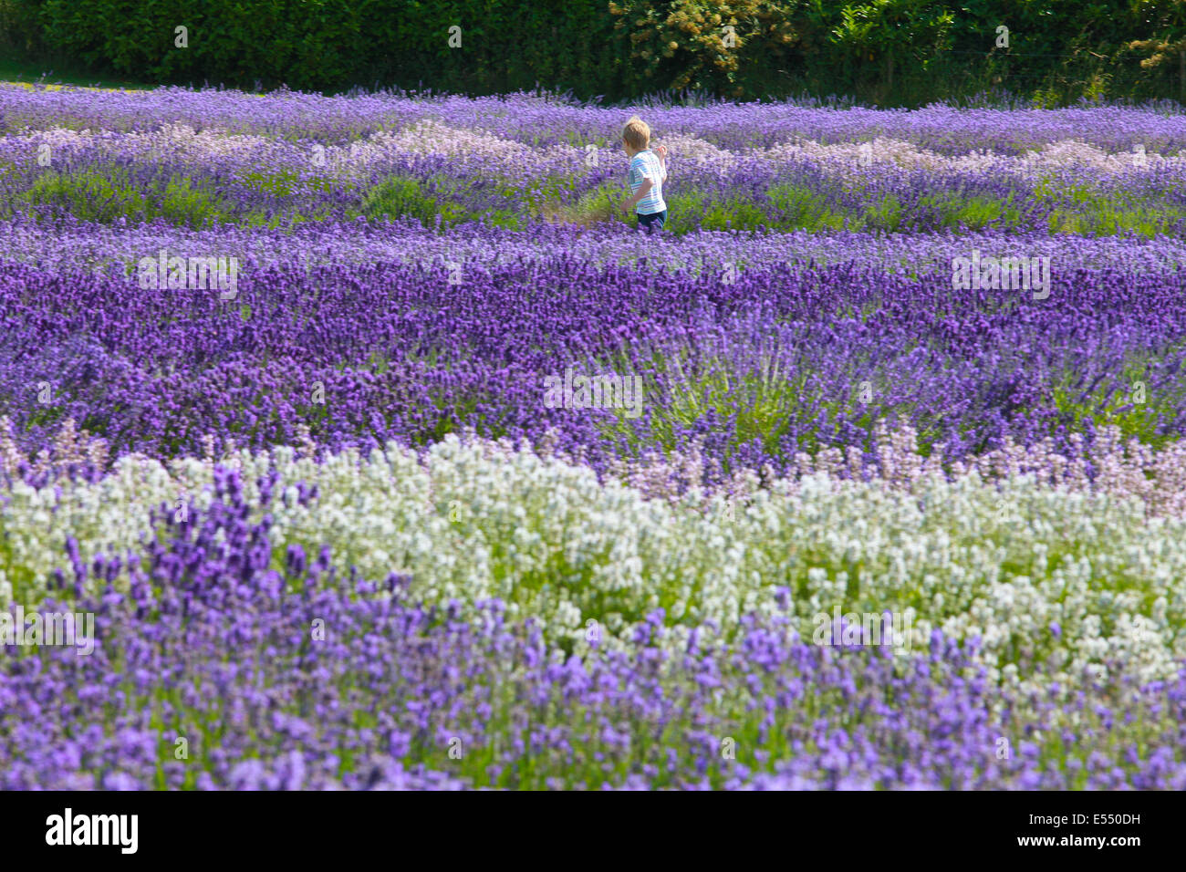 Lavender fields, Snowshill, Worcs UK Stock Photo - Alamy
