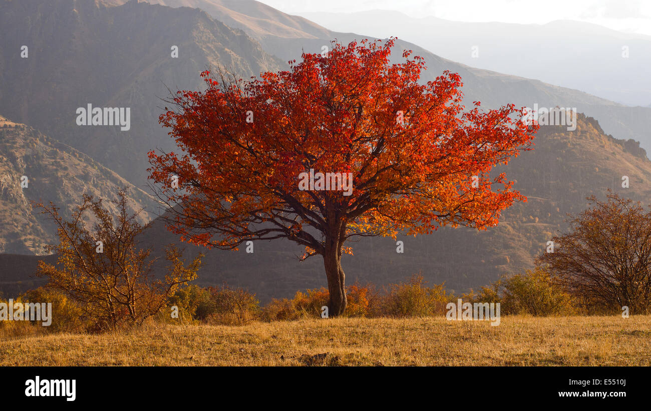 Colorful autumn tree, pear tree in fall Stock Photo - Alamy
