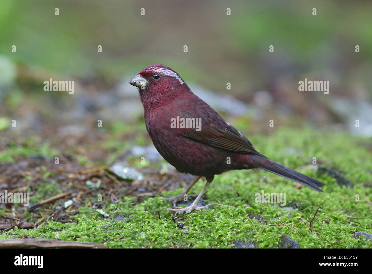 Vinaceus hi-res stock photography and images - Alamy