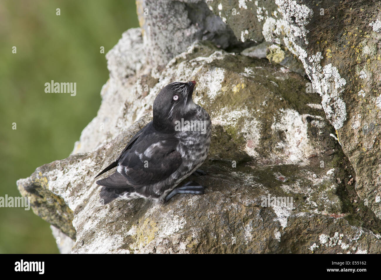 Least Auklet (Aethia pusilla) adult, breeding plumage, sitting on rock ...