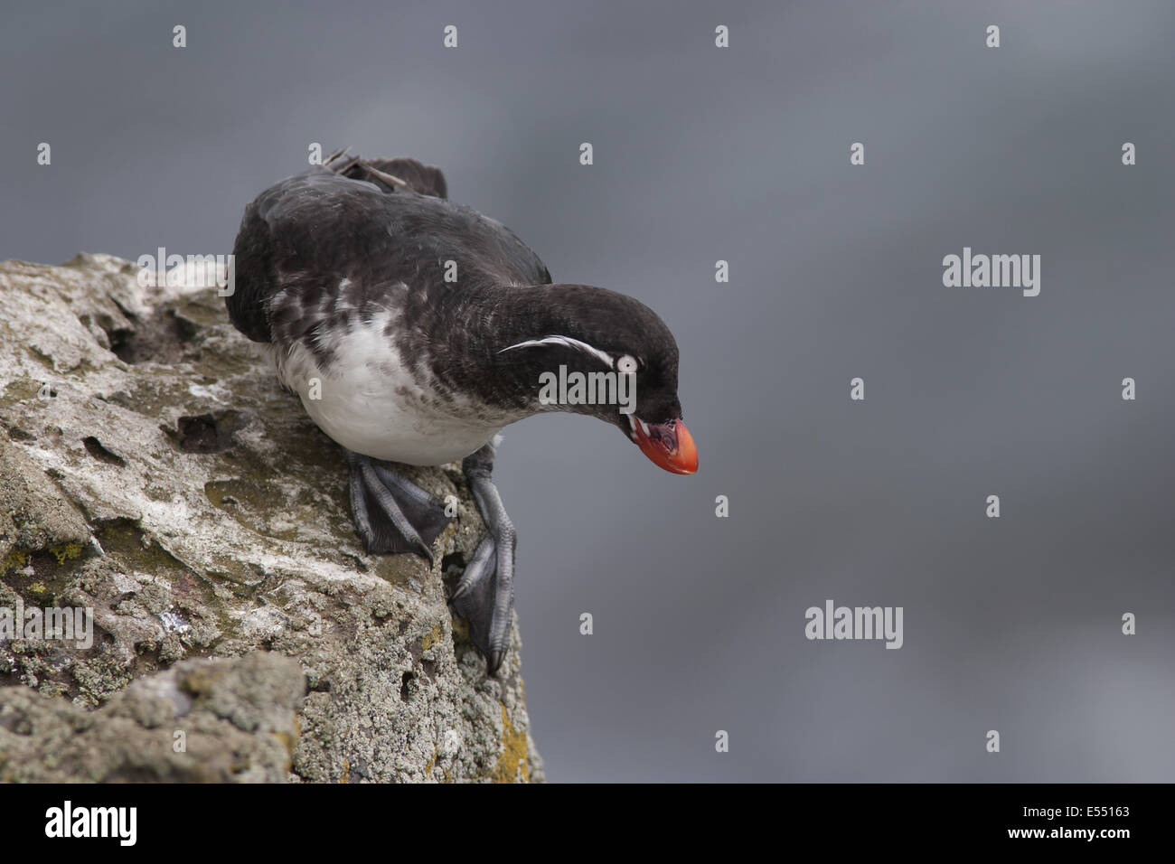 Parakeet Auklet (Aethia psittacula) adult, breeding plumage, sitting on ...