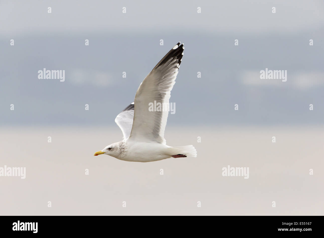 Vega Gull (Larus vegae) adult, non-breeding plumage, in flight, Hong ...