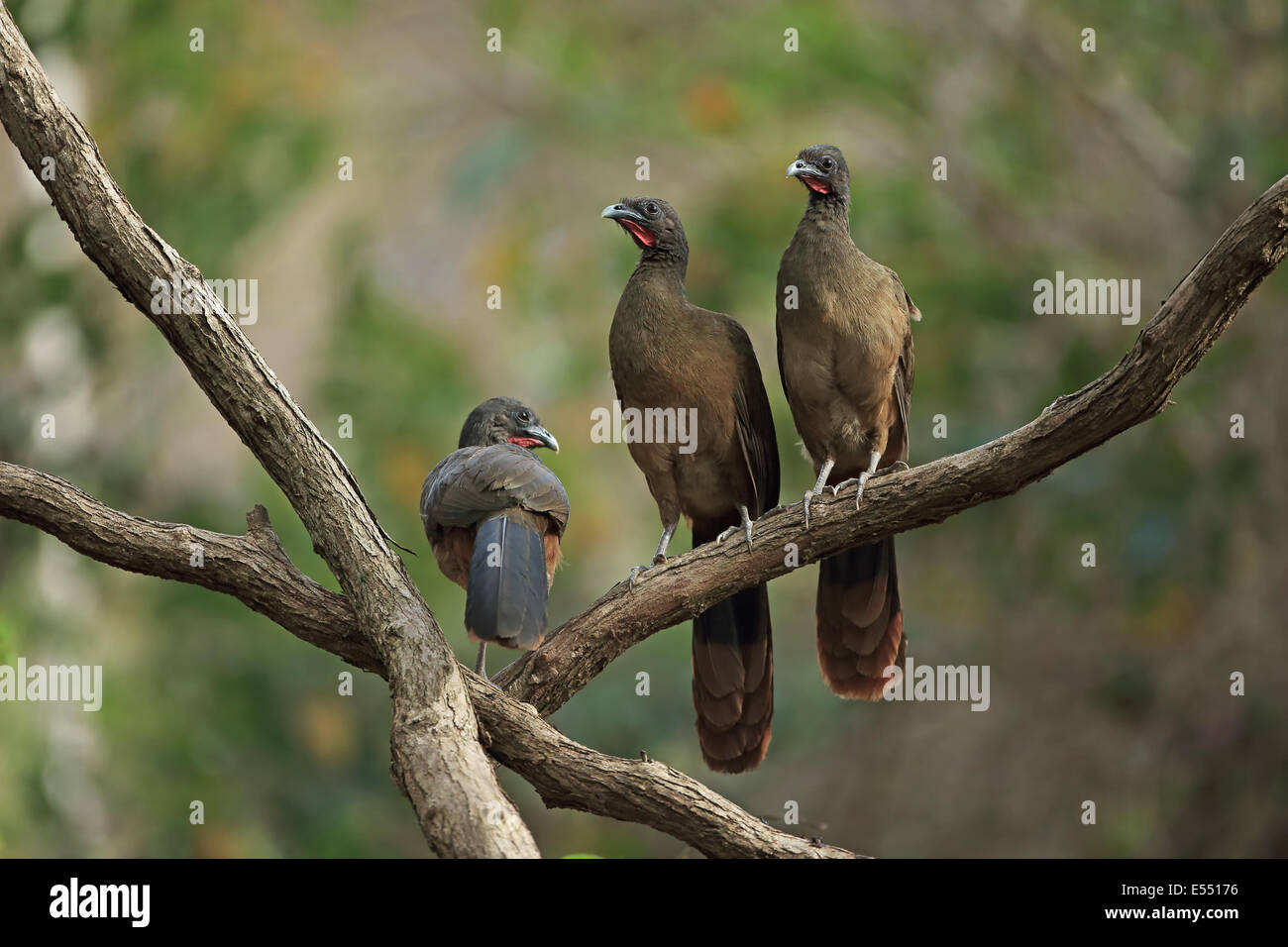 Rufous-vented Chachalaca (Ortalis ruficauda) three adults, perched on ...