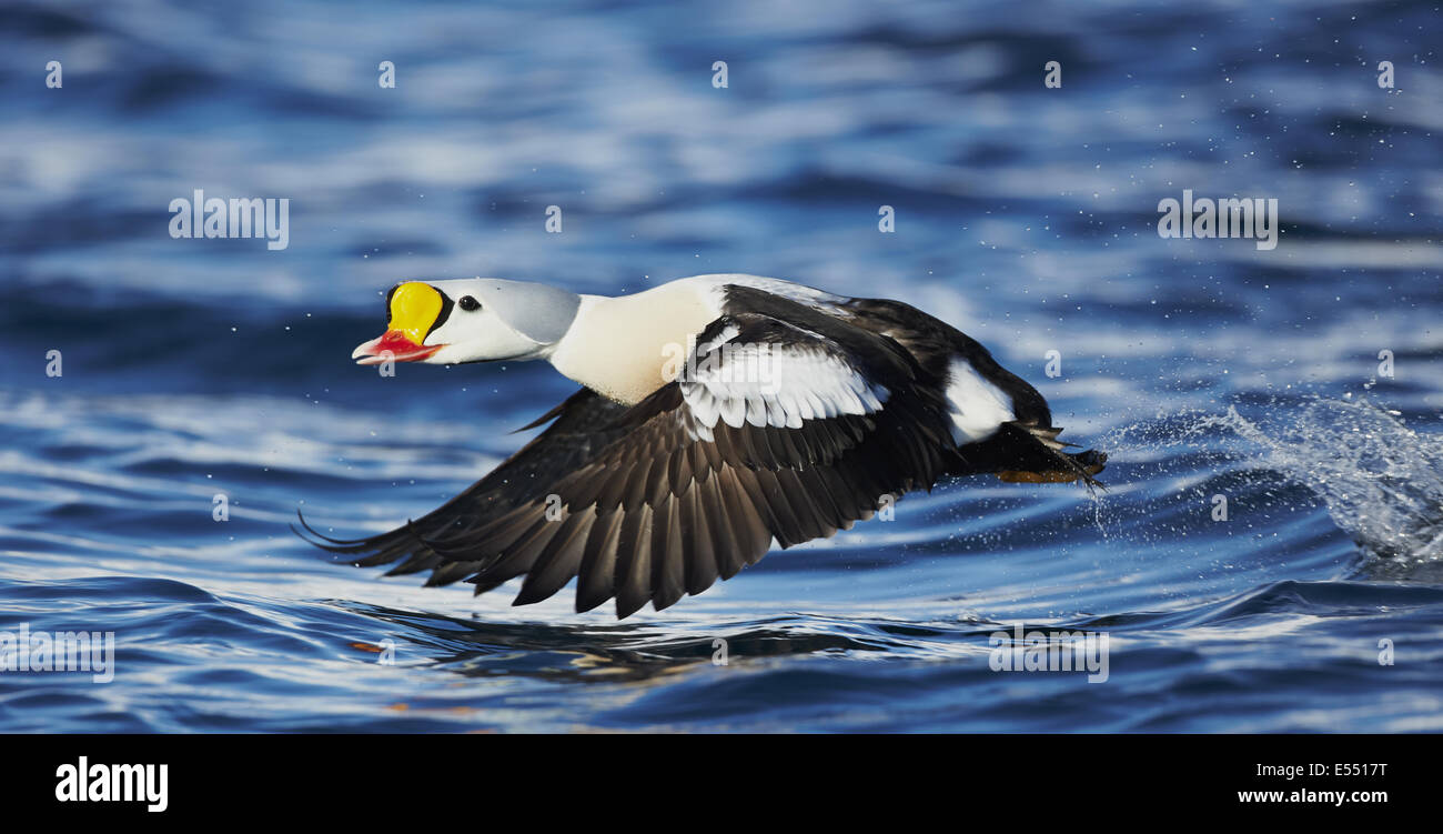 King Eider (Somateria spectabilis) adult male, in flight, taking off ...