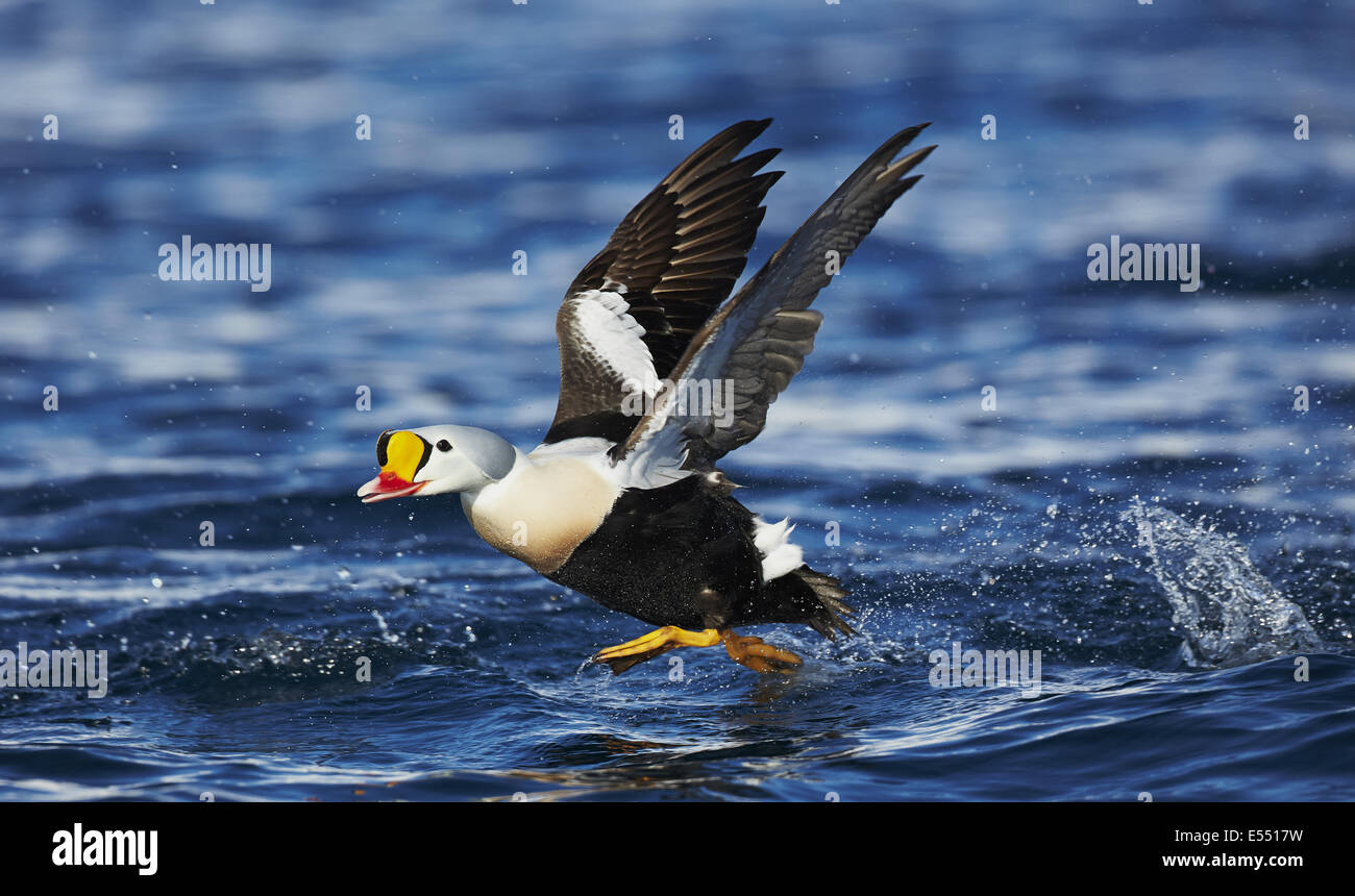 King Eider (Somateria spectabilis) adult male, in flight, taking off ...