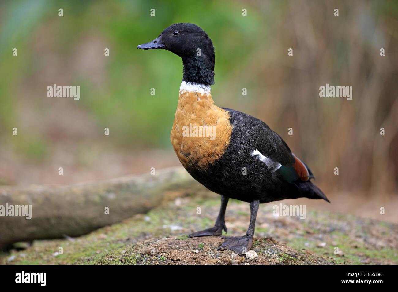 Australian Shelducks High Resolution Stock Photography and Images - Alamy