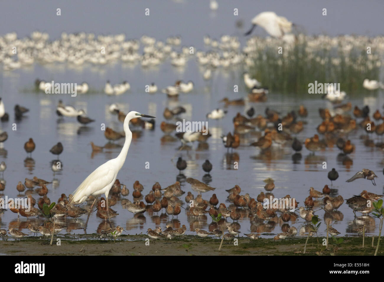Great White Egret (Ardea alba modesta) Curlew Sandpiper (Calidris ...