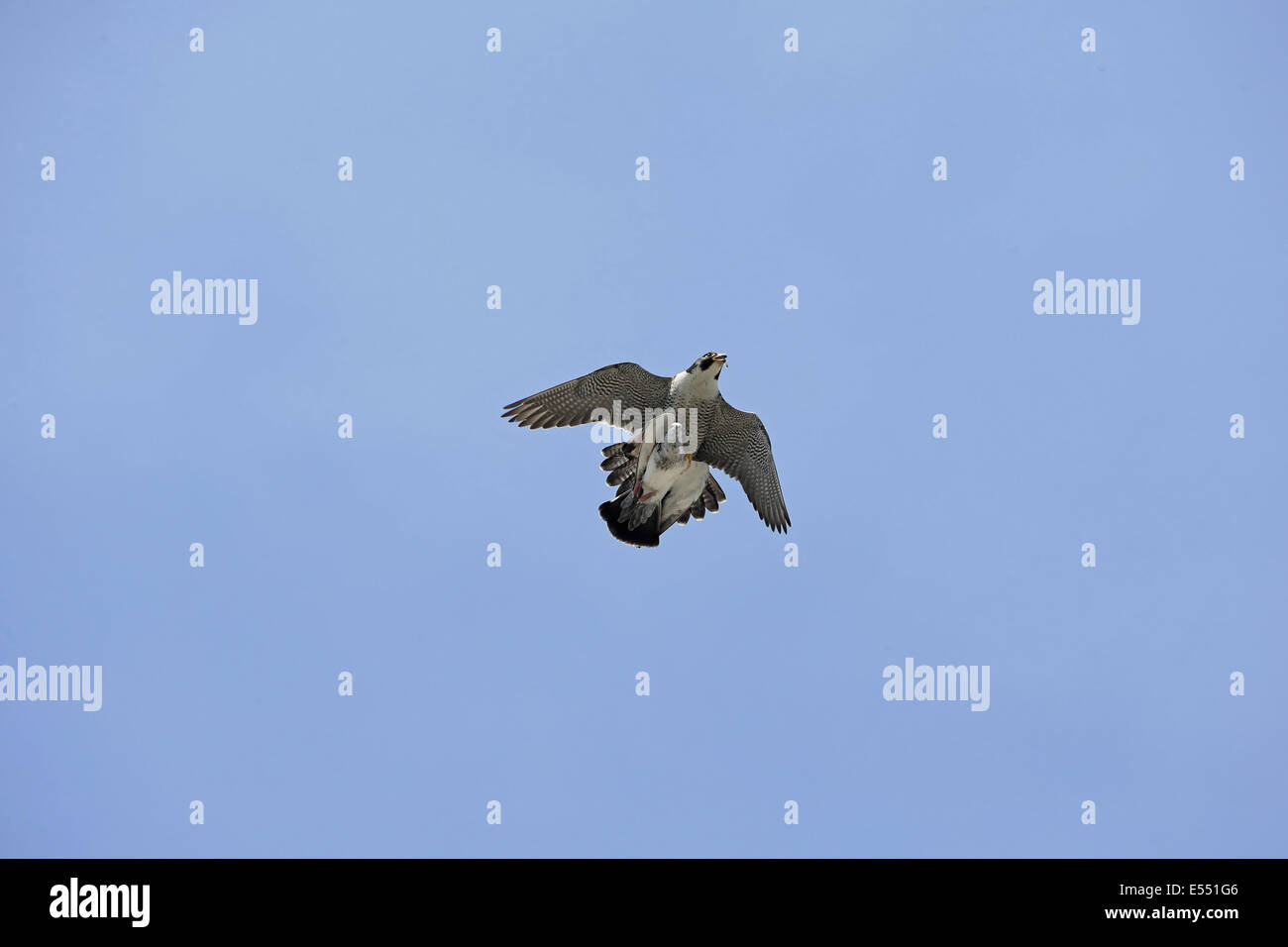 Peregrine Falcon (Falco peregrinus) adult, in flight, with Feral Pigeon ...
