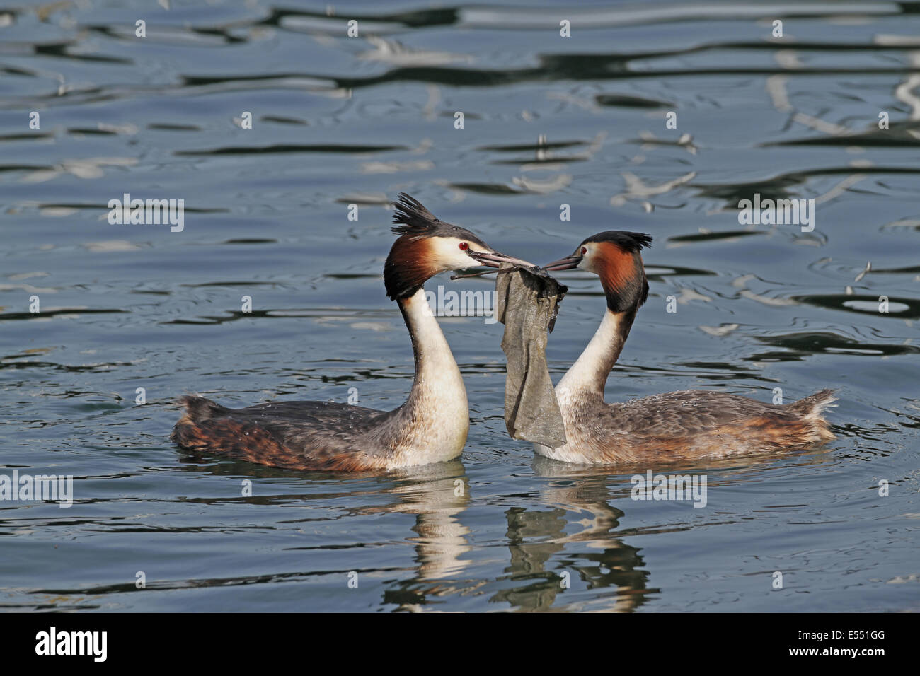 Great Crested Grebe (Podiceps cristatus) adult pair, breeding plumage ...