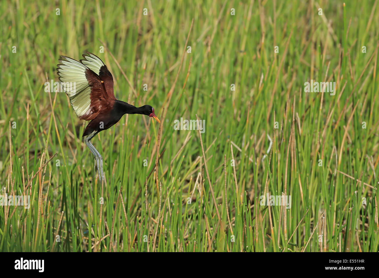Wattled Jacana (Jacana jacana) adult, in flight over wetland, Trinidad ...