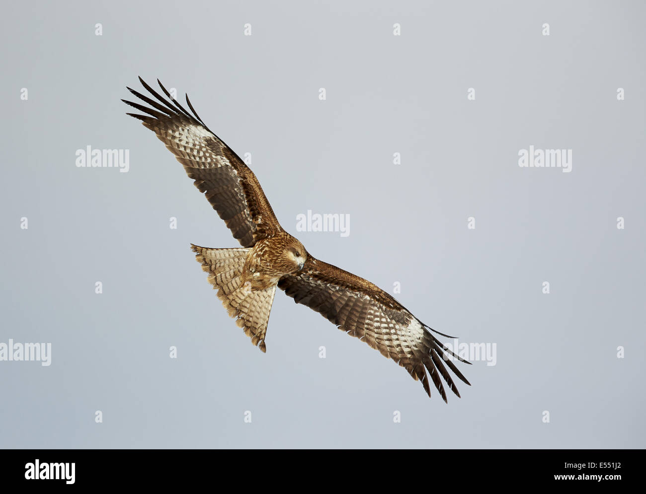 Black-eared Kite (Milvus migrans lineatus) adult, in flight, underlit ...