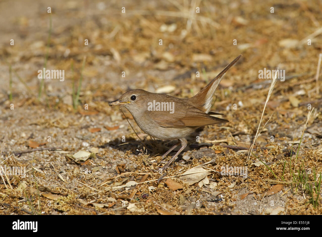 Common Nightingale (Luscinia megarhynchos) adult, feeding on ground in ...